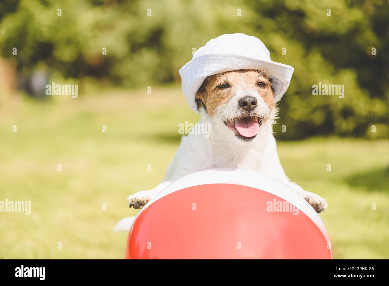 Dog days of summer. On hot summer day funny dog in panama hat playing ...