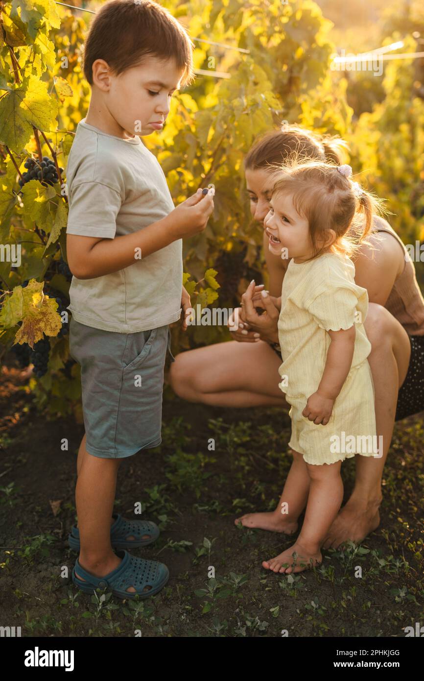 Mother with her children enjoying time togethe picking grapes at sunset ...