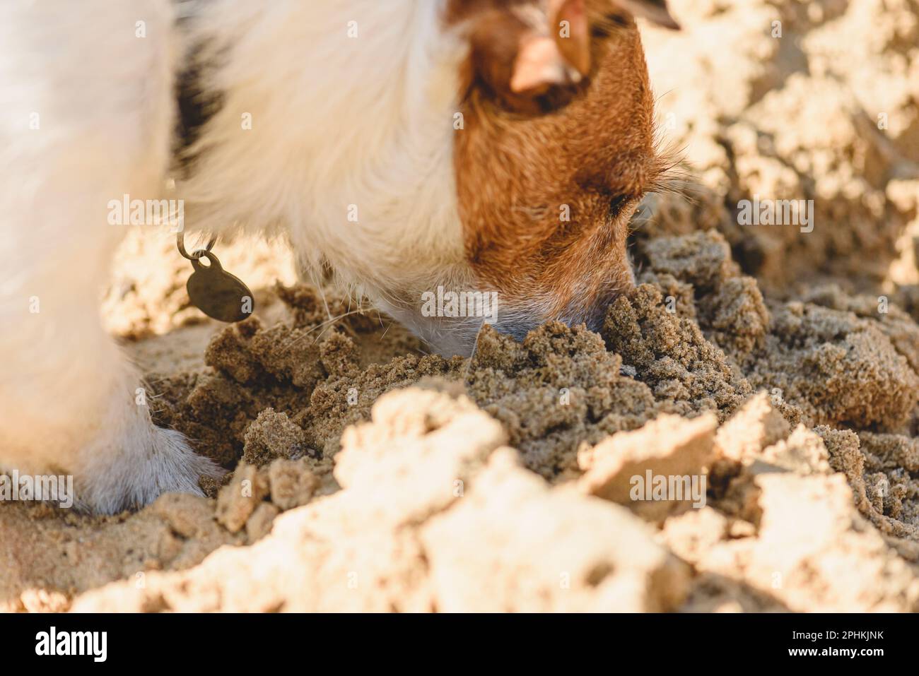 Dog training nosework at beach sniffing for something hidden in sand ...