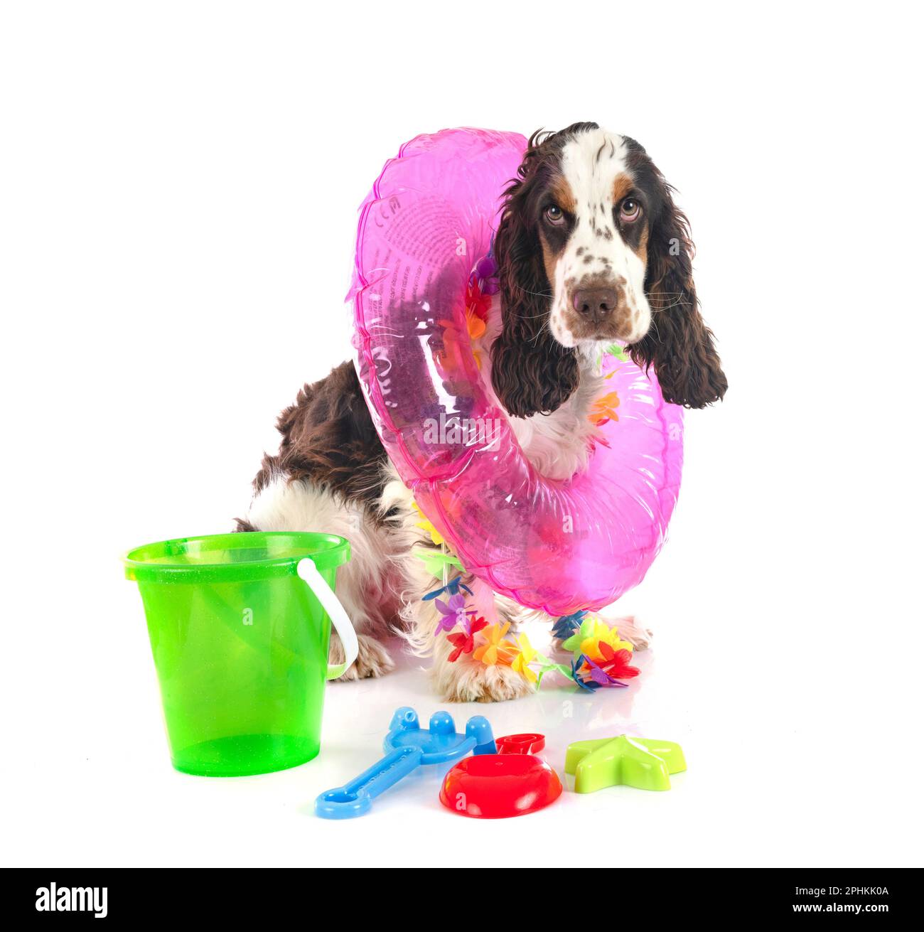 English Cocker Spaniel in front of white background Stock Photo - Alamy