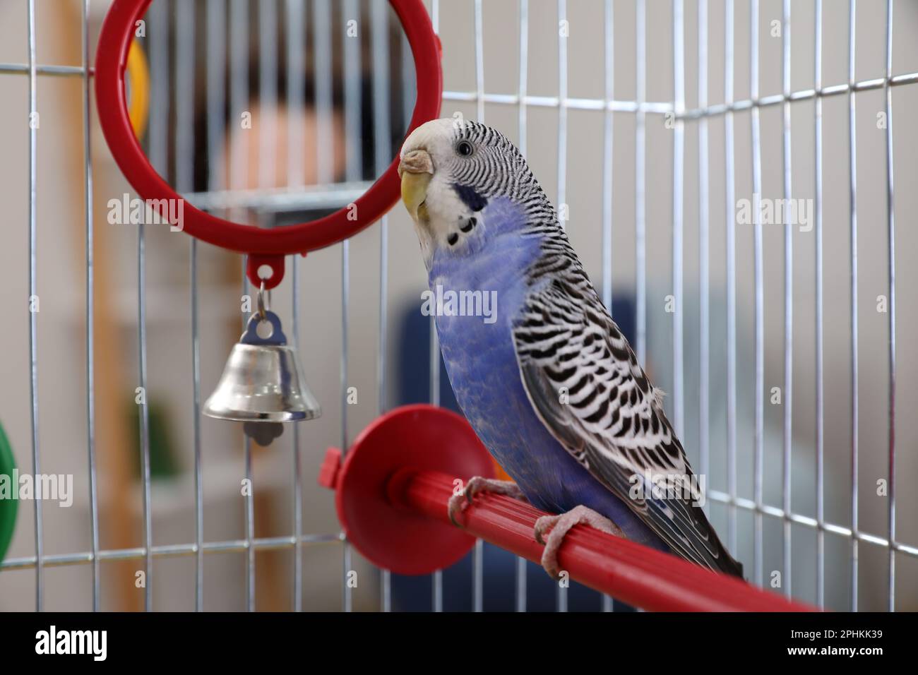 Beautiful light blue parrot in cage indoors. Cute pet Stock Photo - Alamy