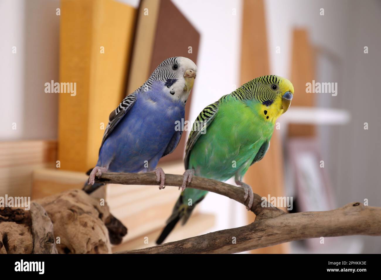 Beautiful bright parrots on branch indoors. Cute pets Stock Photo - Alamy