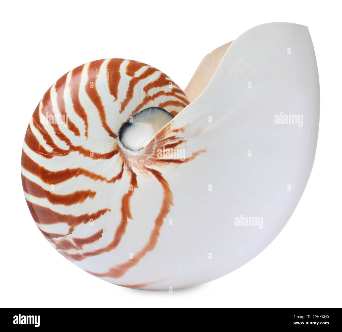 One beautiful nautilus shell isolated on white Stock Photo - Alamy