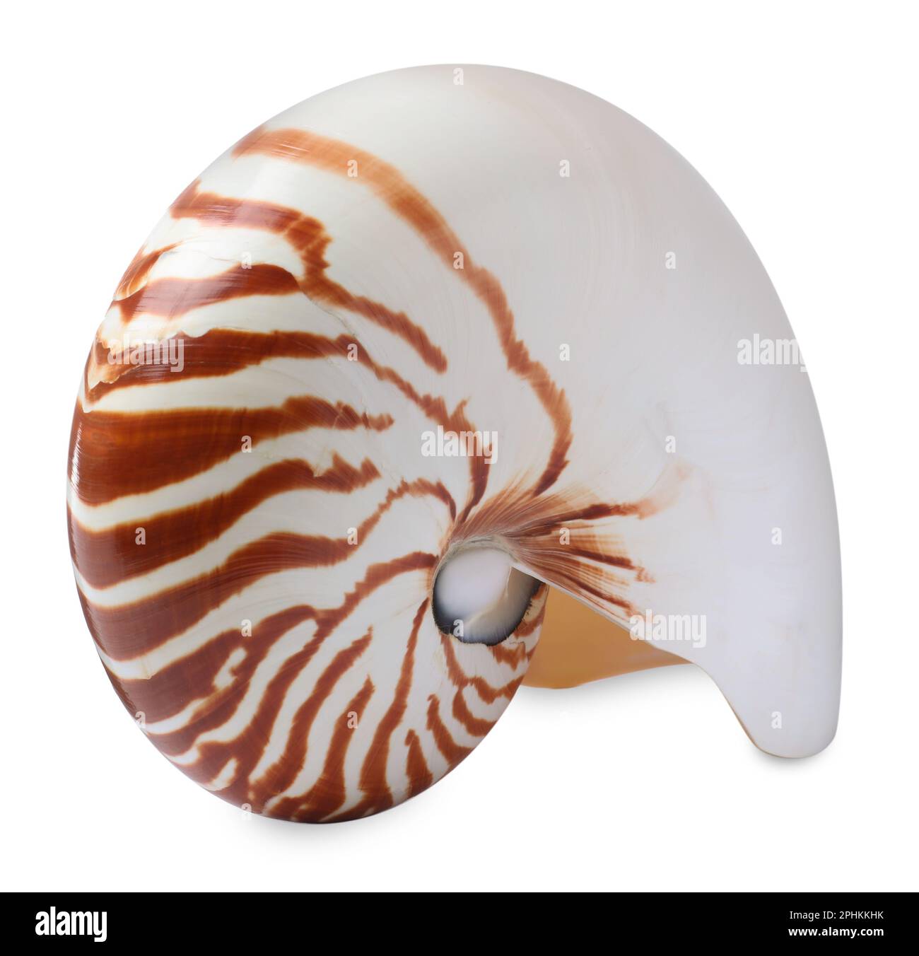 One beautiful nautilus shell isolated on white Stock Photo - Alamy