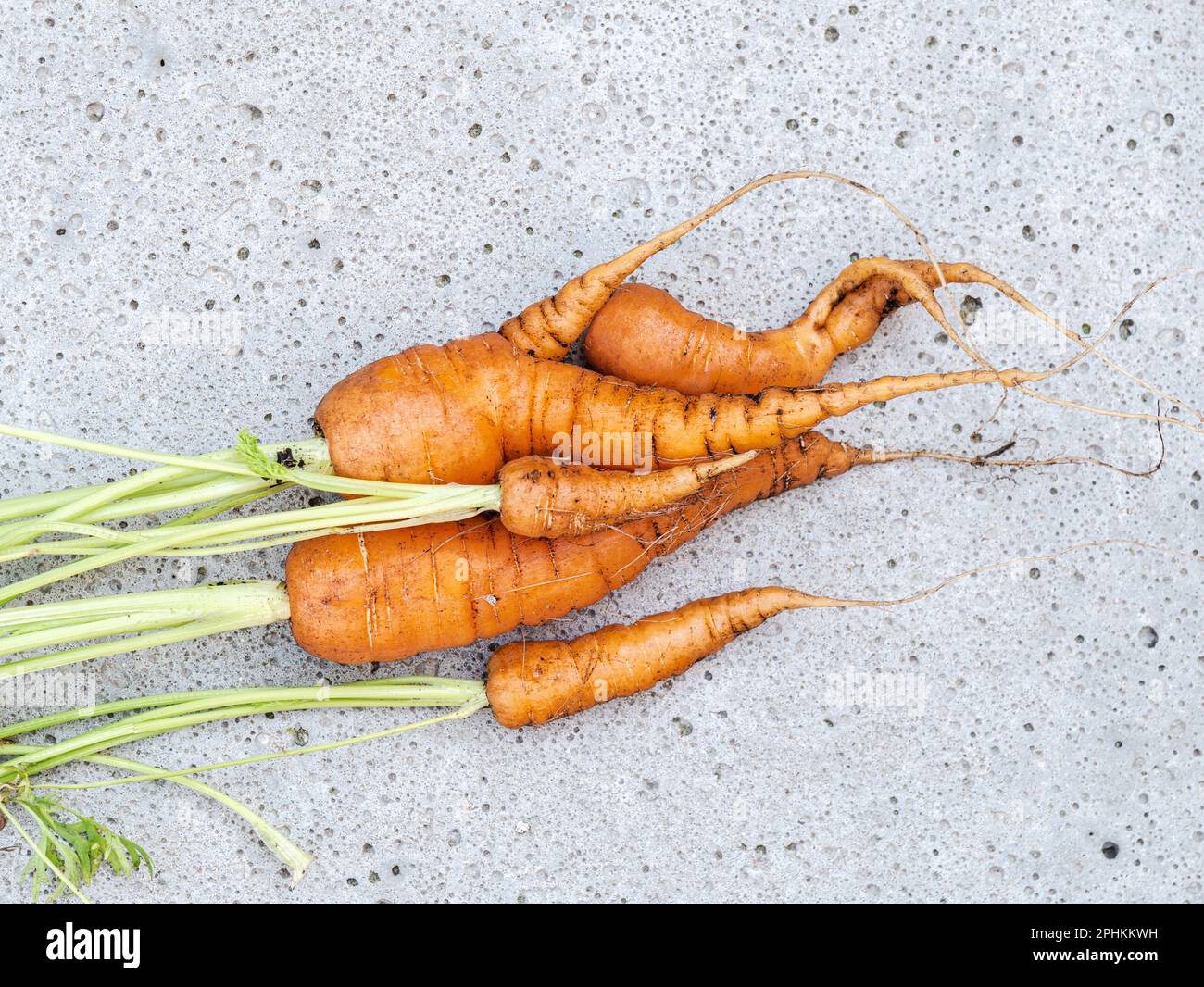 Fresh harvested organic carrots with green tops grown in kitchen garden ...