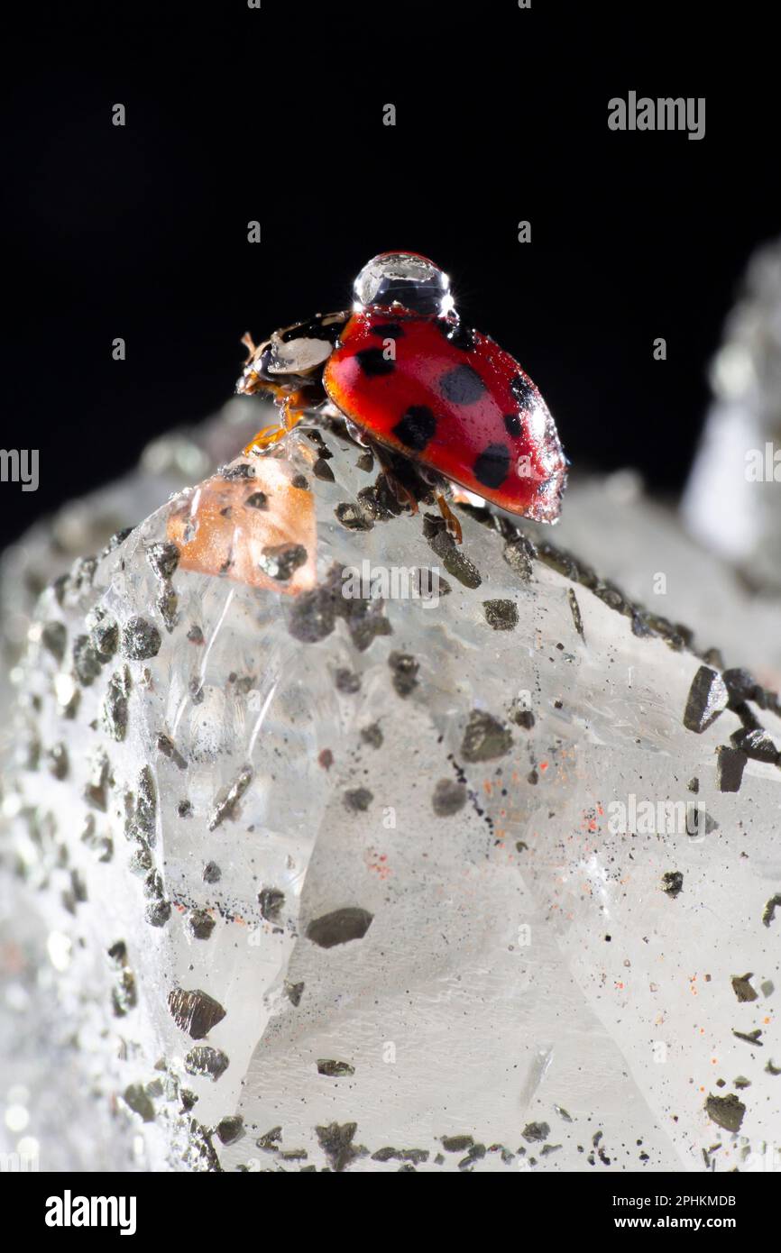 Ladybug backpack hi-res stock photography and images - Alamy