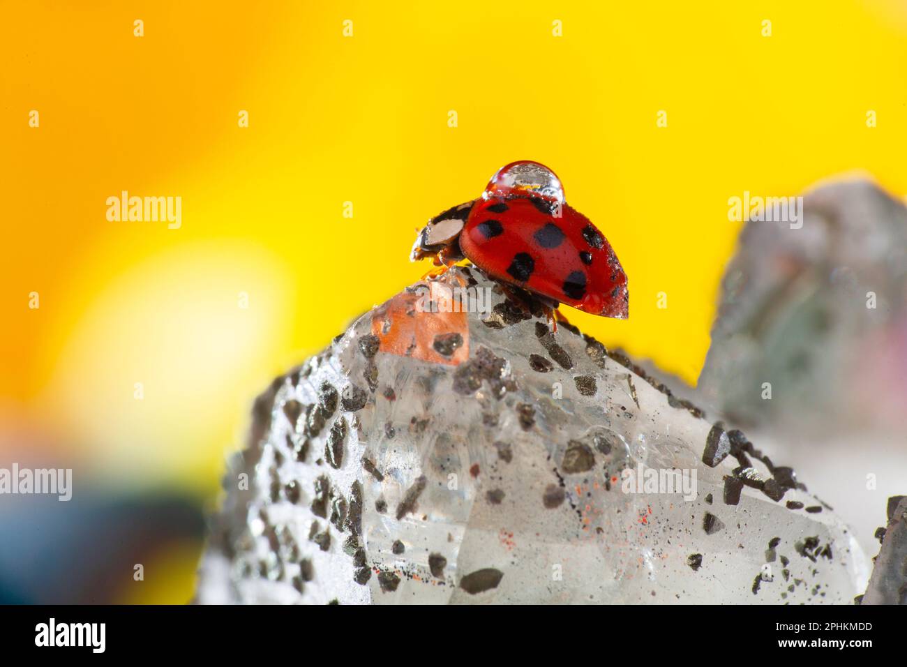 A little red ladybug walks with a drop on her back on a beautiful stone ...