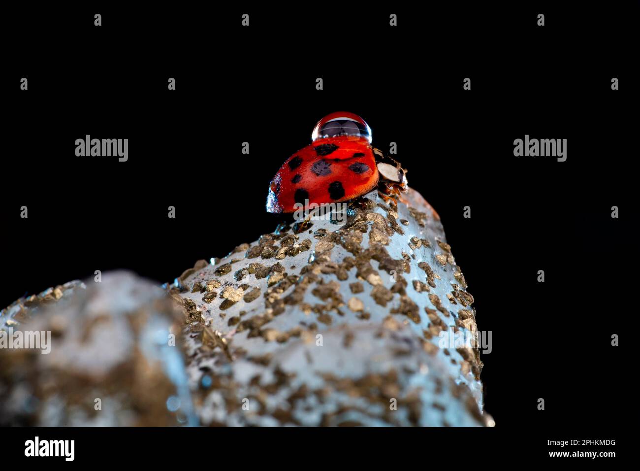 A little red ladybug walks with a drop on her back on a beautiful stone ...