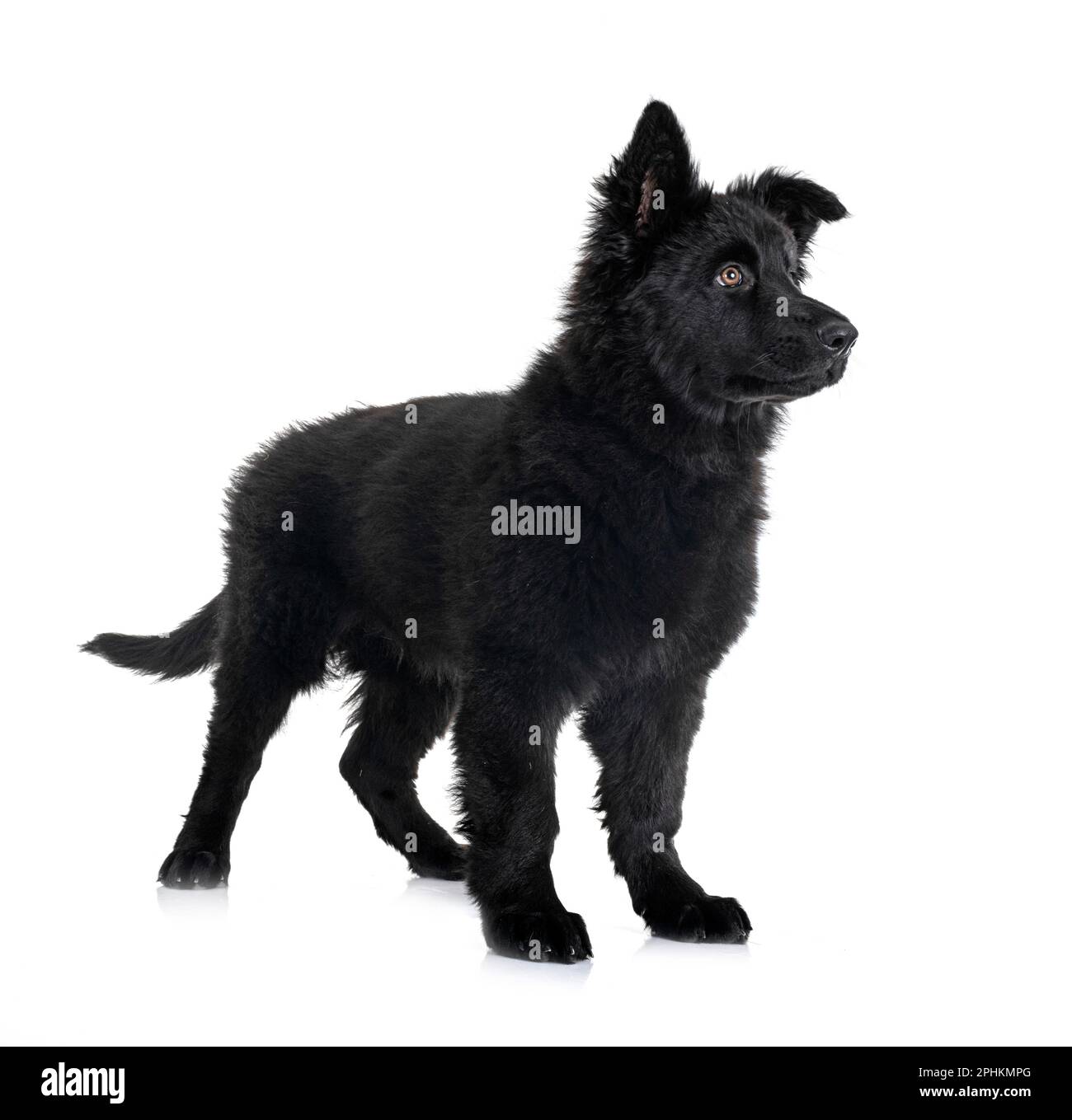young german shepherd in front of white background Stock Photo - Alamy