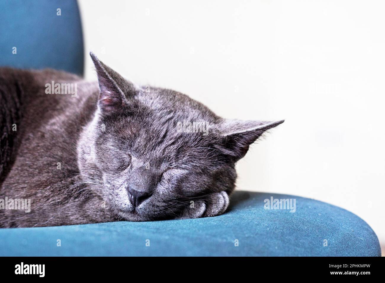 cute burmese cat sleeps on a green velvet chair. horizontal Stock Photo ...