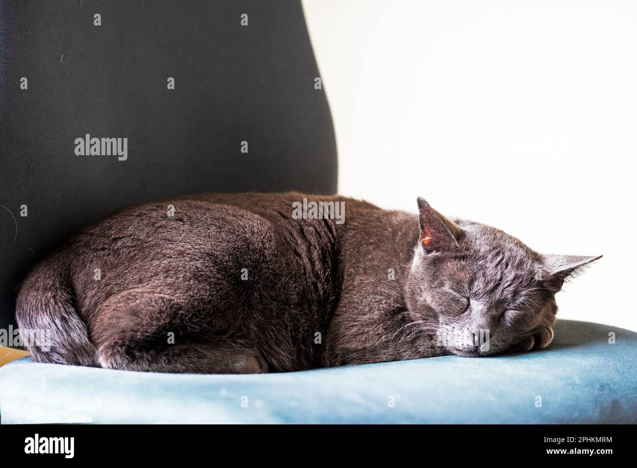 cute burmese cat sleeps on a green armchair. horizontal Stock Photo - Alamy