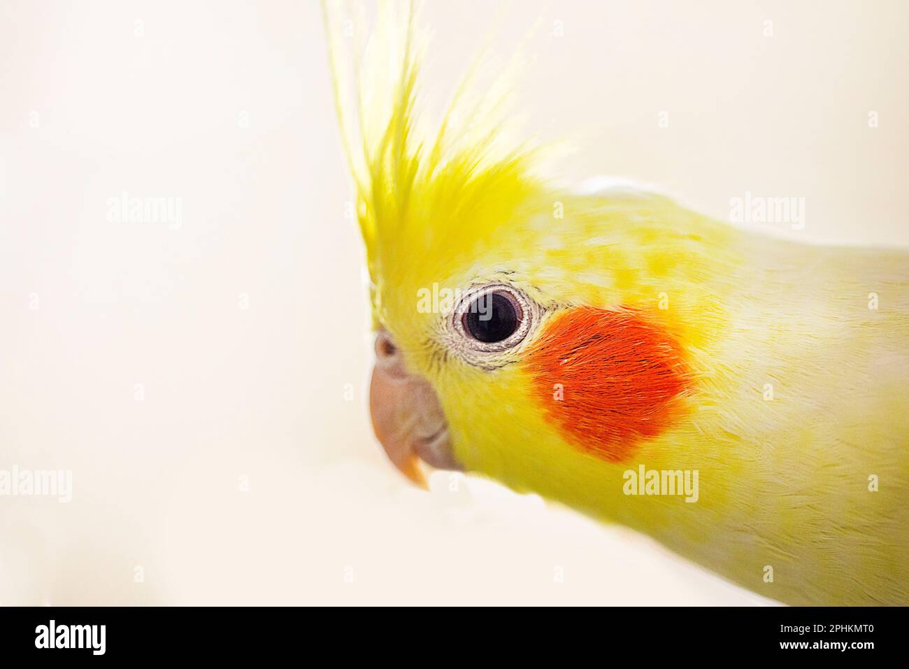 close-up head of a funny male cockatiel parrot of yellow color on a ...