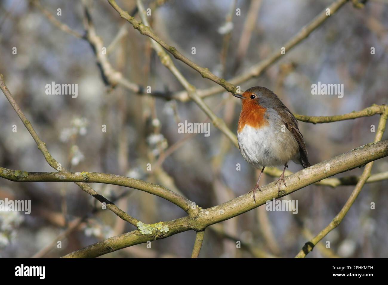 Closeup robin hi-res stock photography and images - Alamy