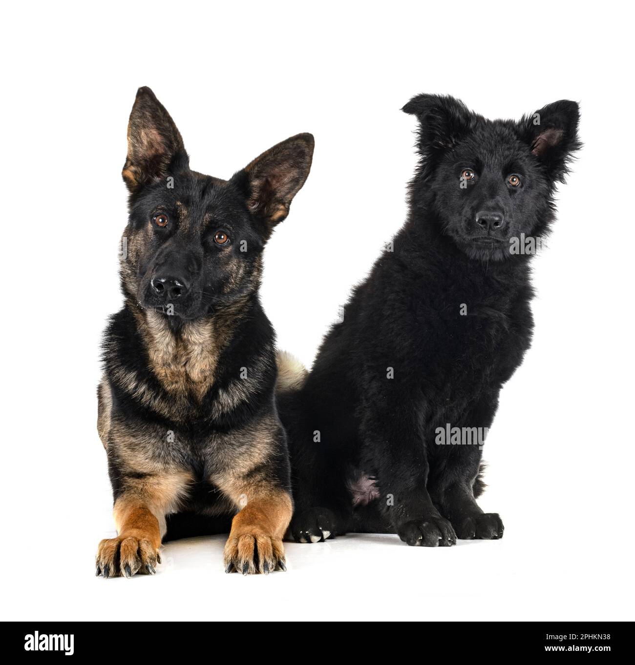young german shepherds in front of white background Stock Photo - Alamy
