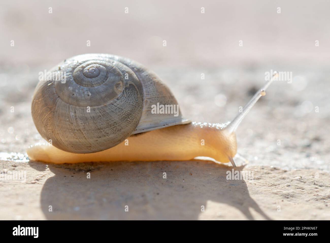 Brown garden snail isolated - Cornu aspersum Stock Photo - Alamy