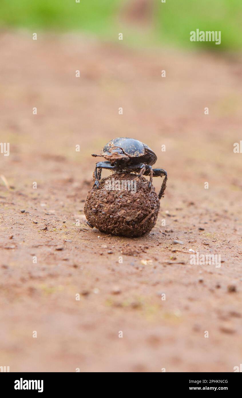 Dung beetle rolling a ball of dung. Alor Mountains, Extremadura, Spain ...