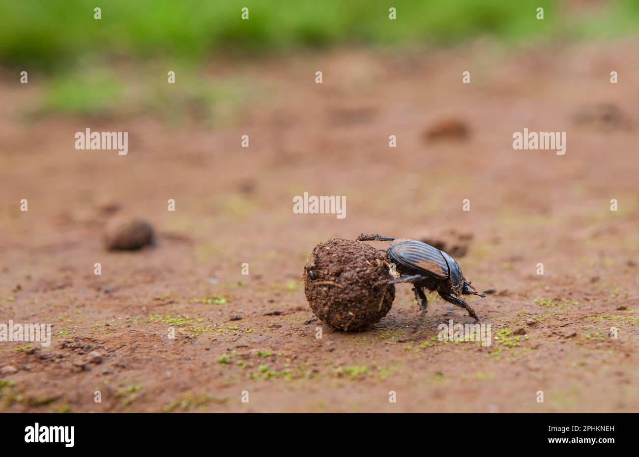 Dung beetle rolling a ball of dung. Alor Mountains, Extremadura, Spain ...