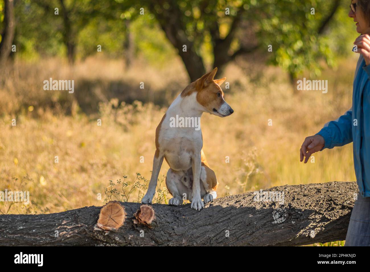 Portrait of wild Basenji dog sitting on the tree branch and waiting its ...