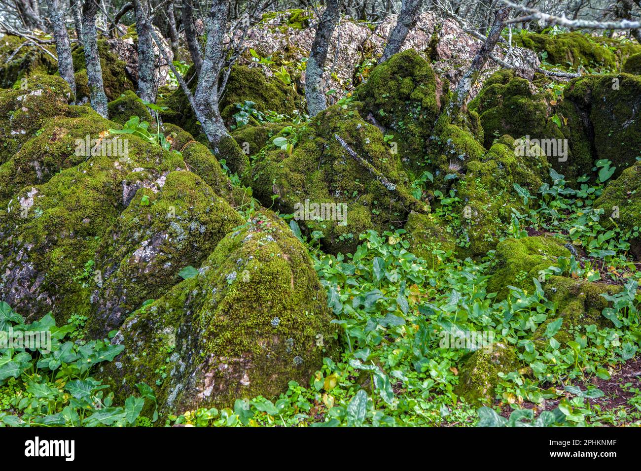 Mediterranean biome mountains hi-res stock photography and images - Alamy