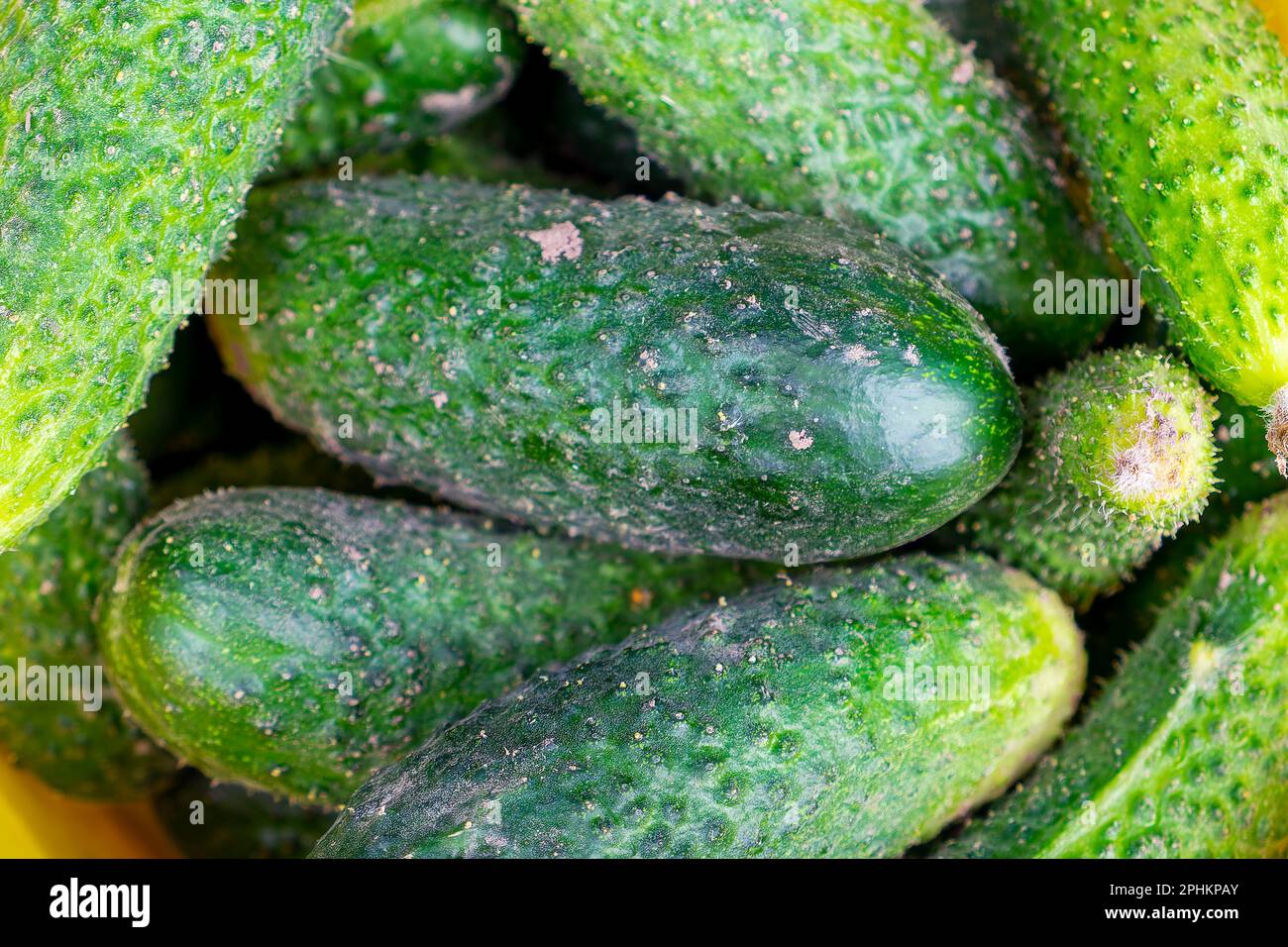 Cucumbers. Freshly picked cucumber fruits close-up. Cucumber background ...