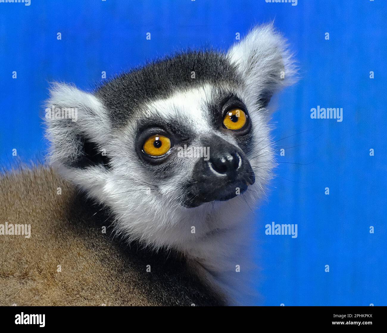 Lemurs are wet-nosed primates of the superfamily Lemuroidea, divided ...
