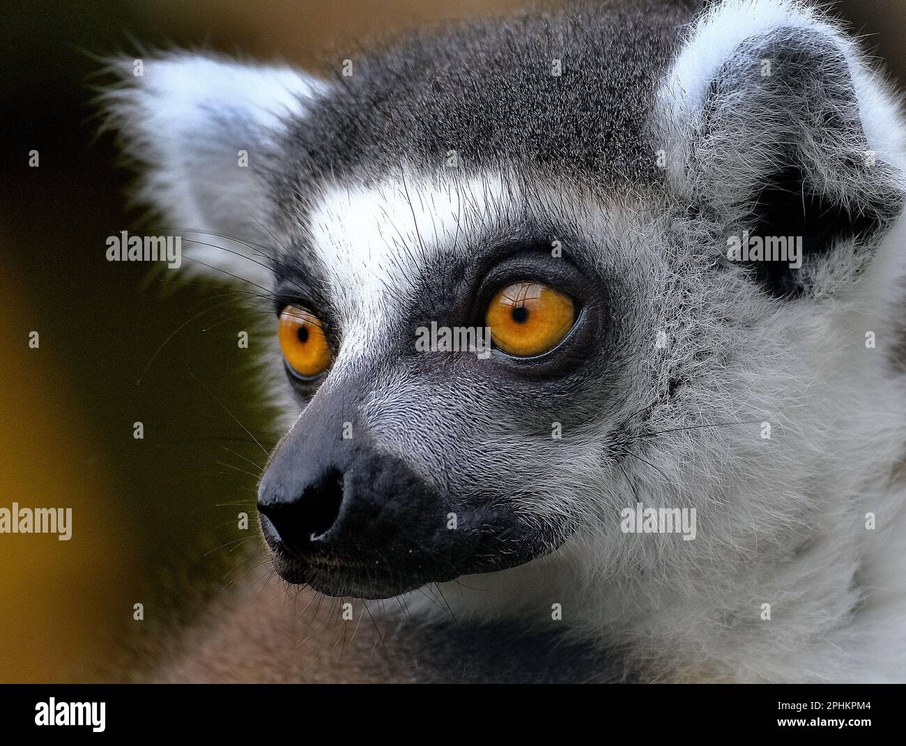 Lemurs are wet-nosed primates of the superfamily Lemuroidea, divided ...