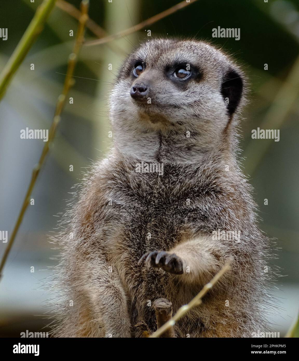 Mongoose mating hi-res stock photography and images - Alamy