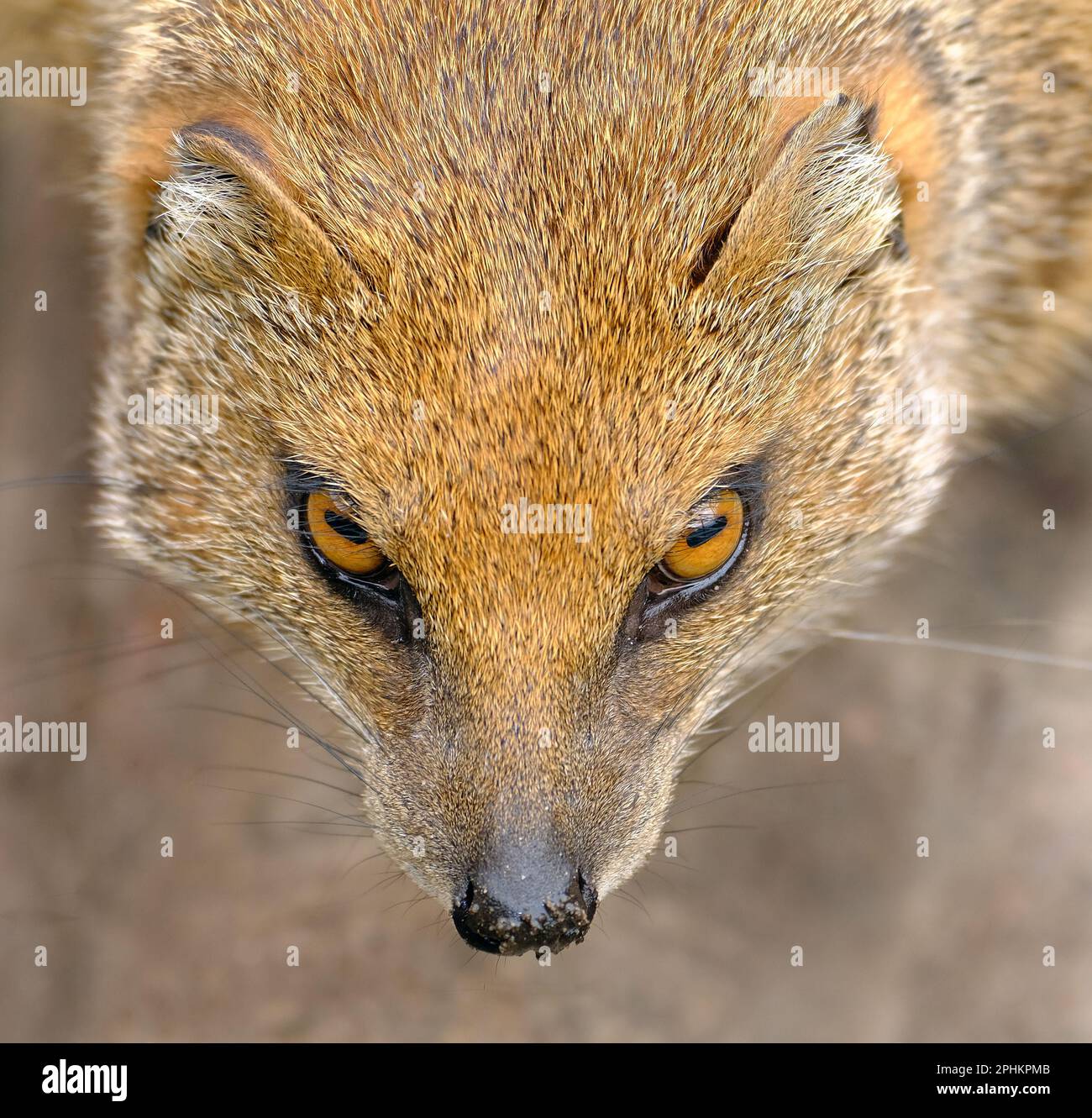 A mongoose is a small terrestrial carnivorous mammal belonging to the ...