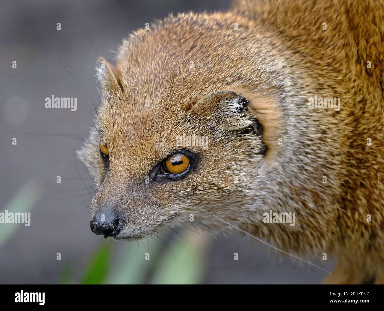 A mongoose is a small terrestrial carnivorous mammal belonging to the ...