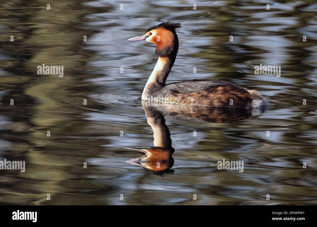 Grebes are aquatic diving birds in the order Podicipediformes Stock ...