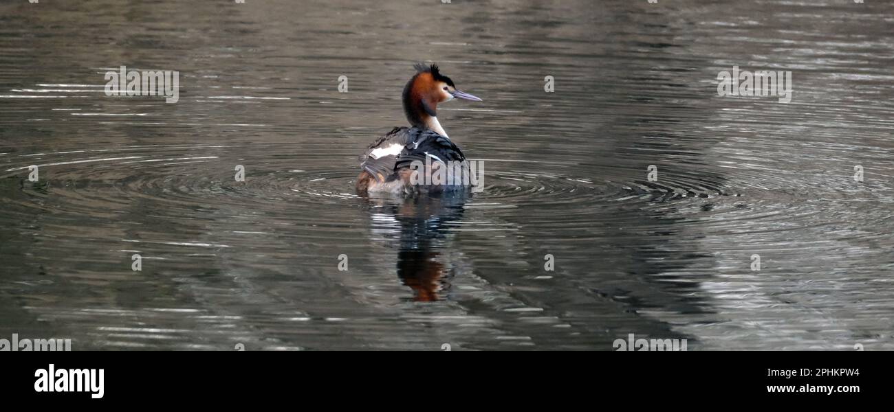 Grebes are aquatic diving birds in the order Podicipediformes Stock ...