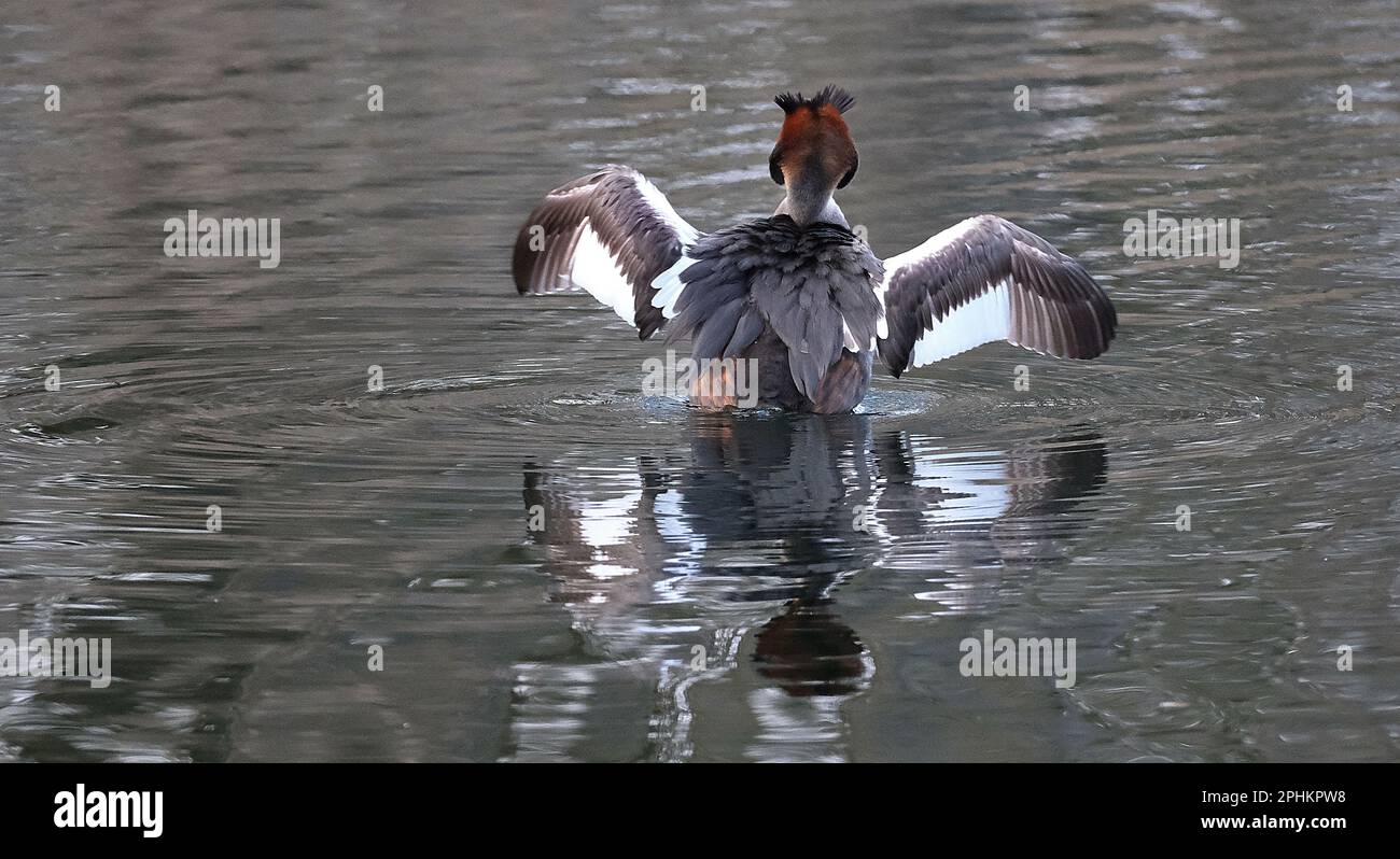 Grebes are aquatic diving birds in the order Podicipediformes Stock ...