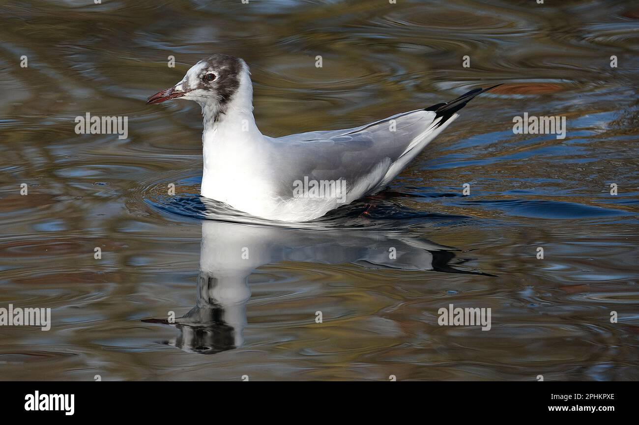 The black-headed gull is a small gull that breeds in much of the ...