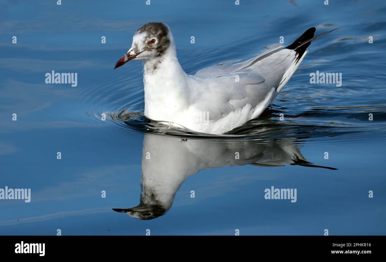The black-headed gull is a small gull that breeds in much of the ...