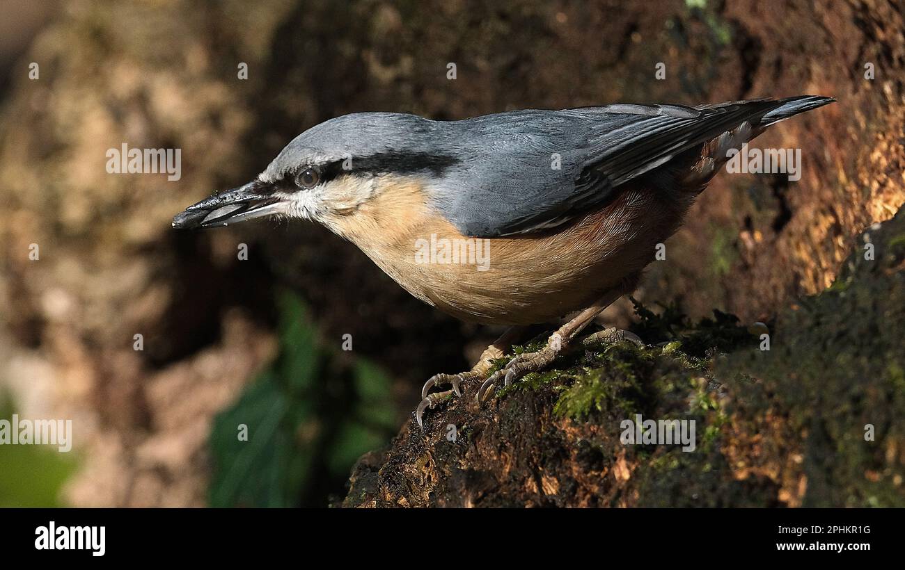 The nuthatch is a plump bird about the size of a great tit that ...