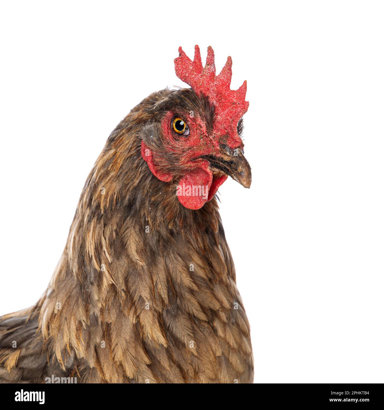 Araucana mixed breed hen isolated on white background Stock Photo - Alamy