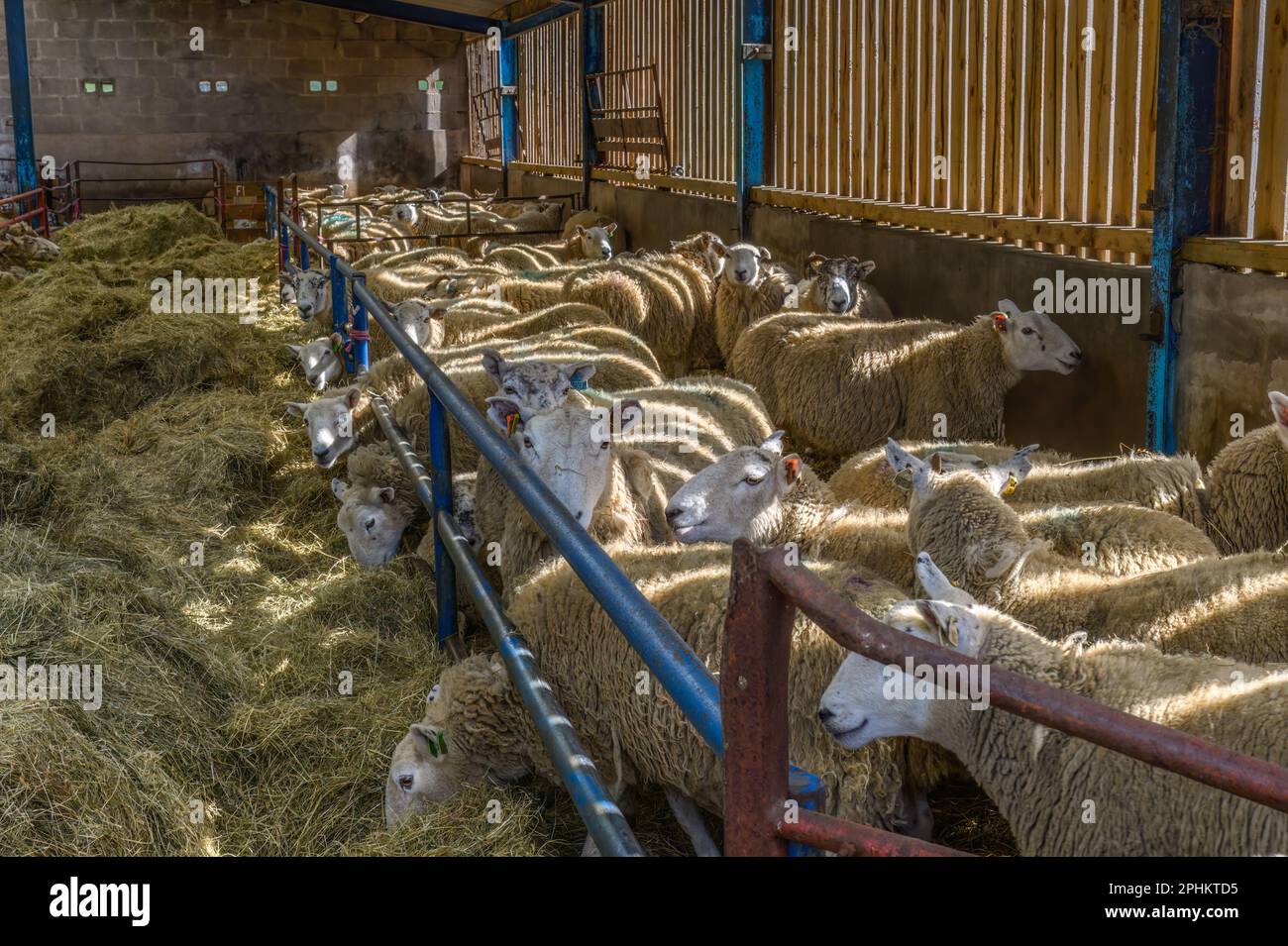 The Lambing Shed at Kentmere Hall in Cumbria Stock Photo - Alamy