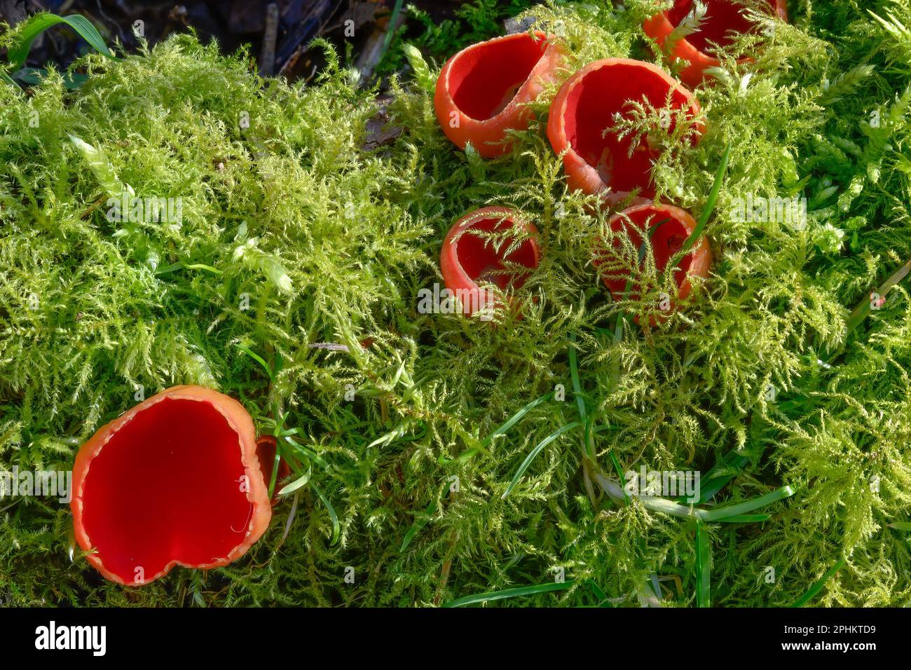 Scarlet elf cap fungi hi-res stock photography and images - Alamy