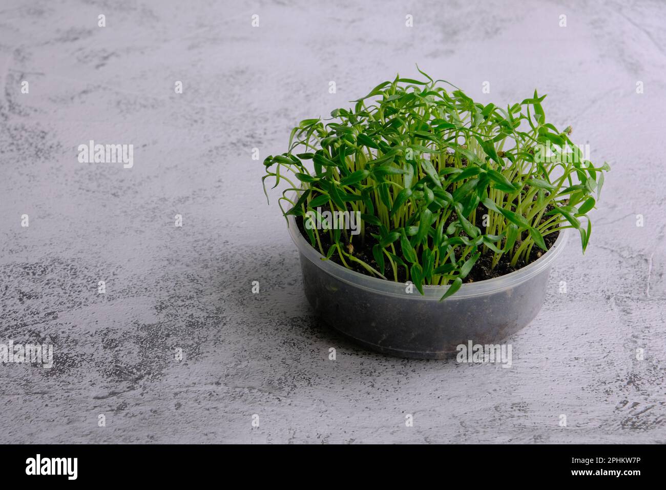 fresh microgreen seeds of paper on light concrete background. Growing ...