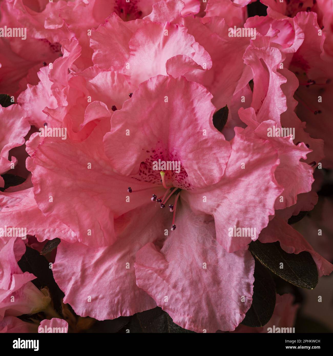 Azalea pictures hi-res stock photography and images - Alamy