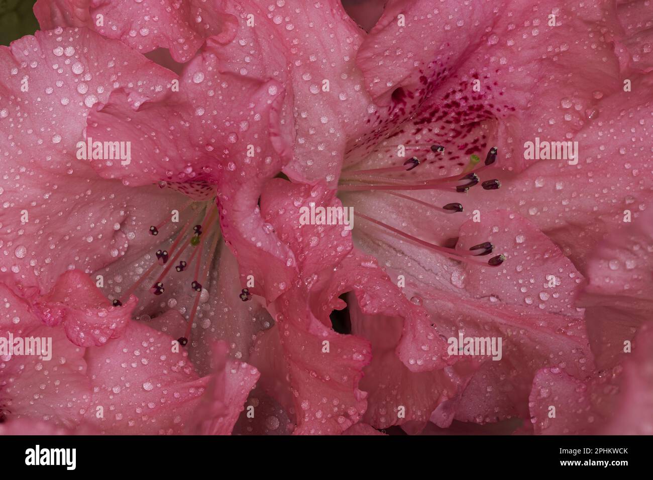 Azalea pictures hi-res stock photography and images - Alamy