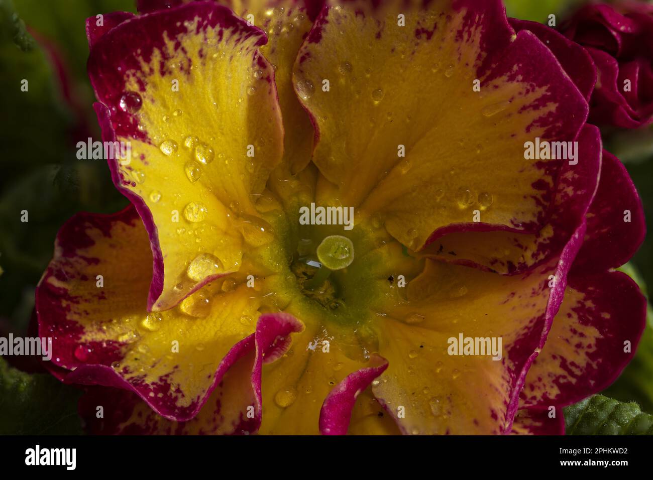 Prim rose hi-res stock photography and images - Alamy
