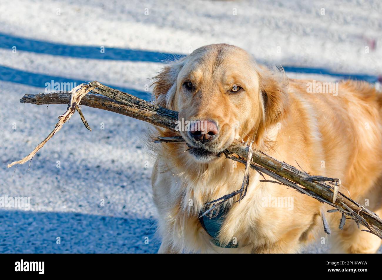 The Golden retriever. The dog is holding a large branch Stock Photo - Alamy