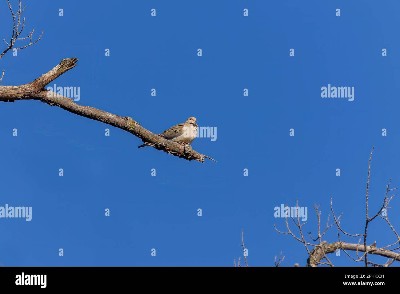 The mourning dove (Zenaida macroura) also known as the American ...