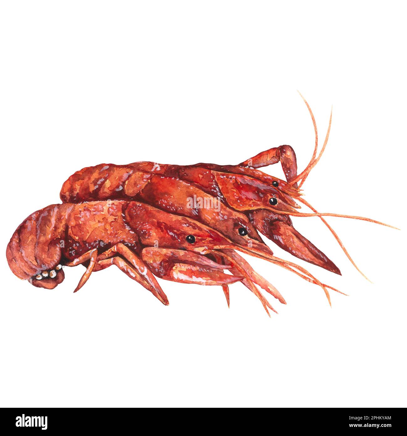 Watercolor illustration of boiled crayfish in red color isolated on ...