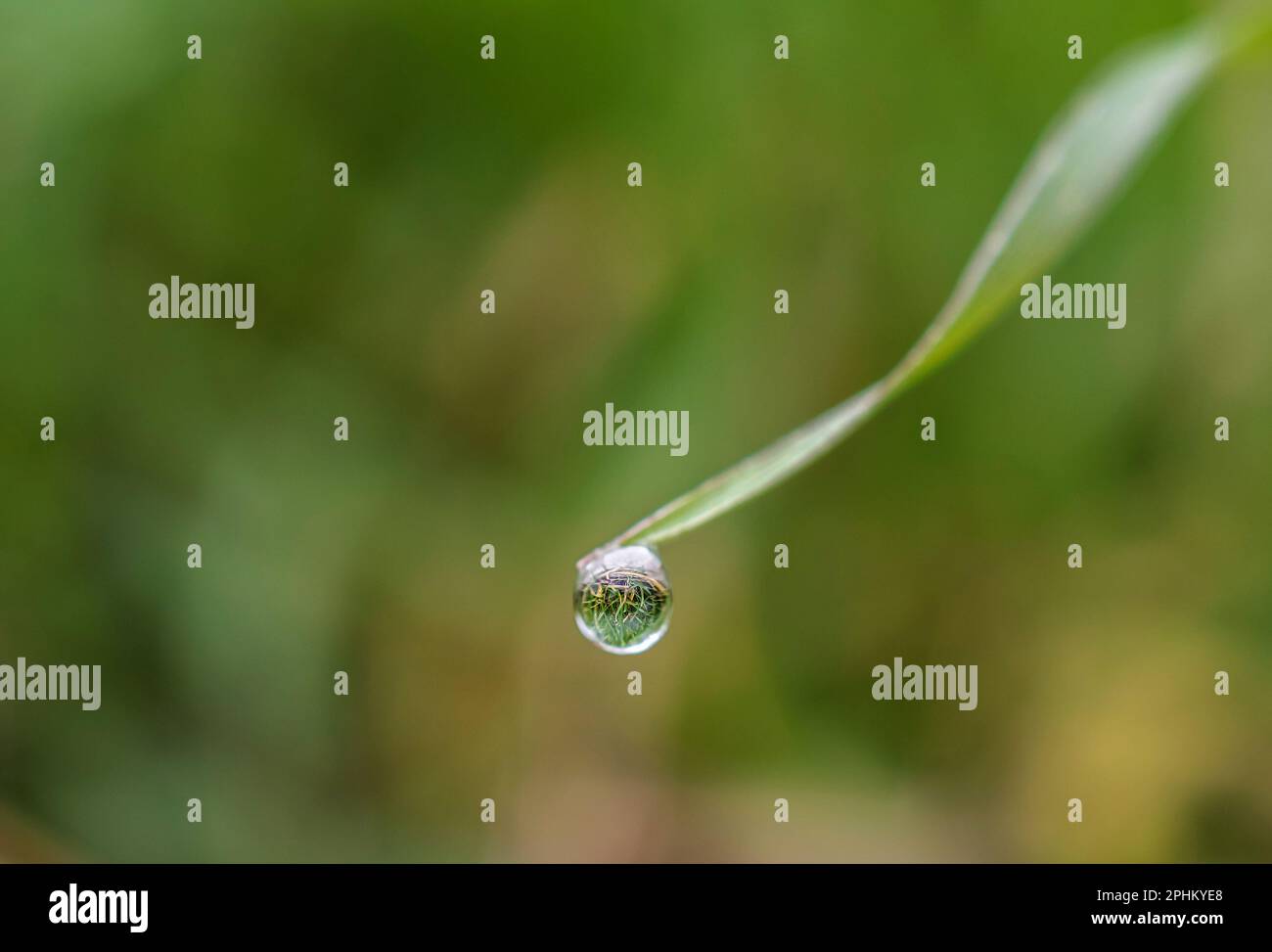 Drop vegetation hi-res stock photography and images - Alamy