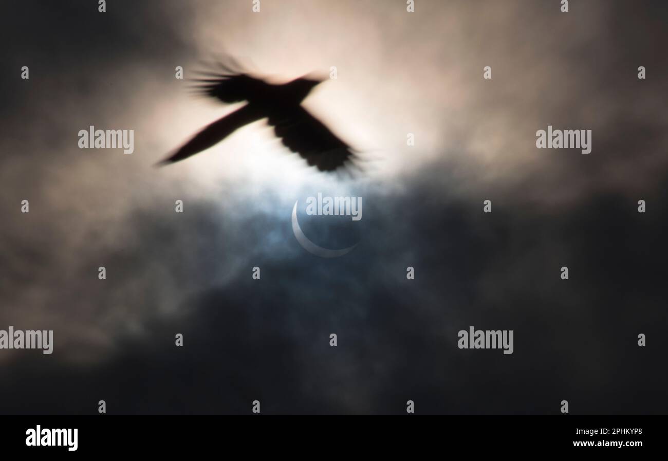 Solar equlips on a cloudy day, a magpie flys past in the gothic looking ...