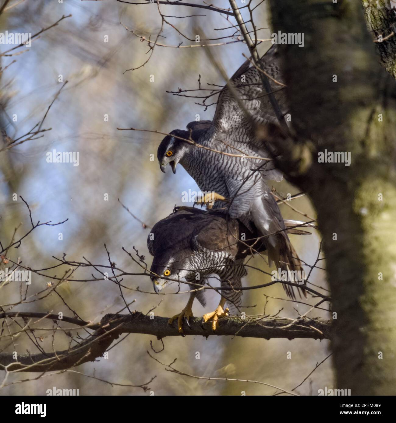 quite violent... Northern Goshawk ( Accipiter gentilis ), pair of ...