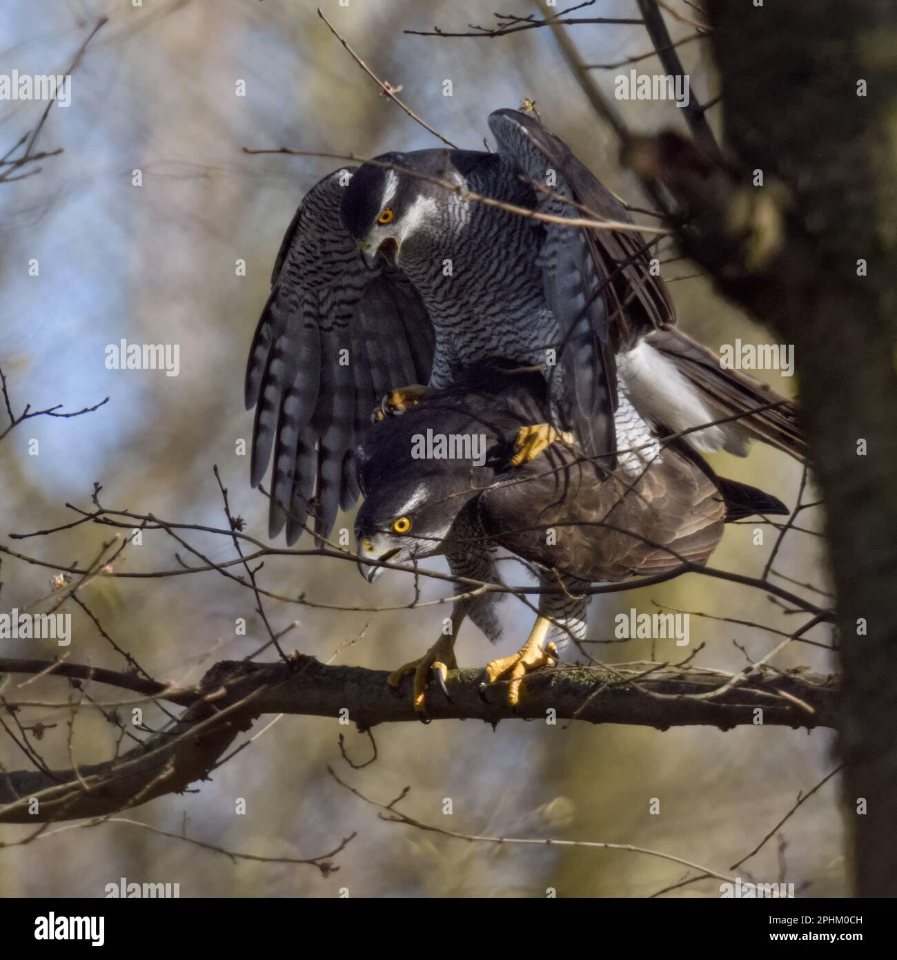 mating... Goshawk ( Accipiter gentilis ), pair of hawks copulating in ...
