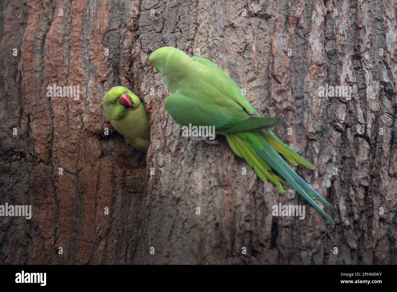 ADORABLE images of an inquisitive parakeet peeping out of its nest hole ...